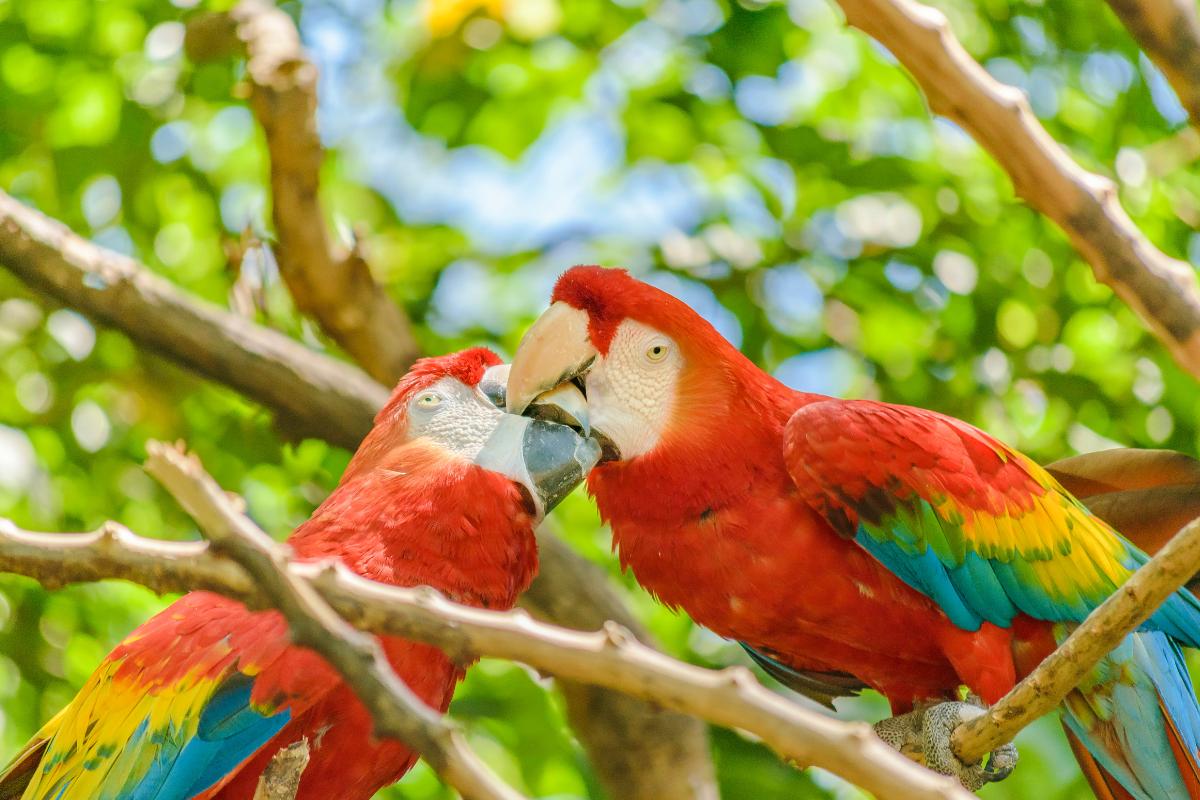 Zoológico de São Paulo: um guia completo para a sua visita | Blog