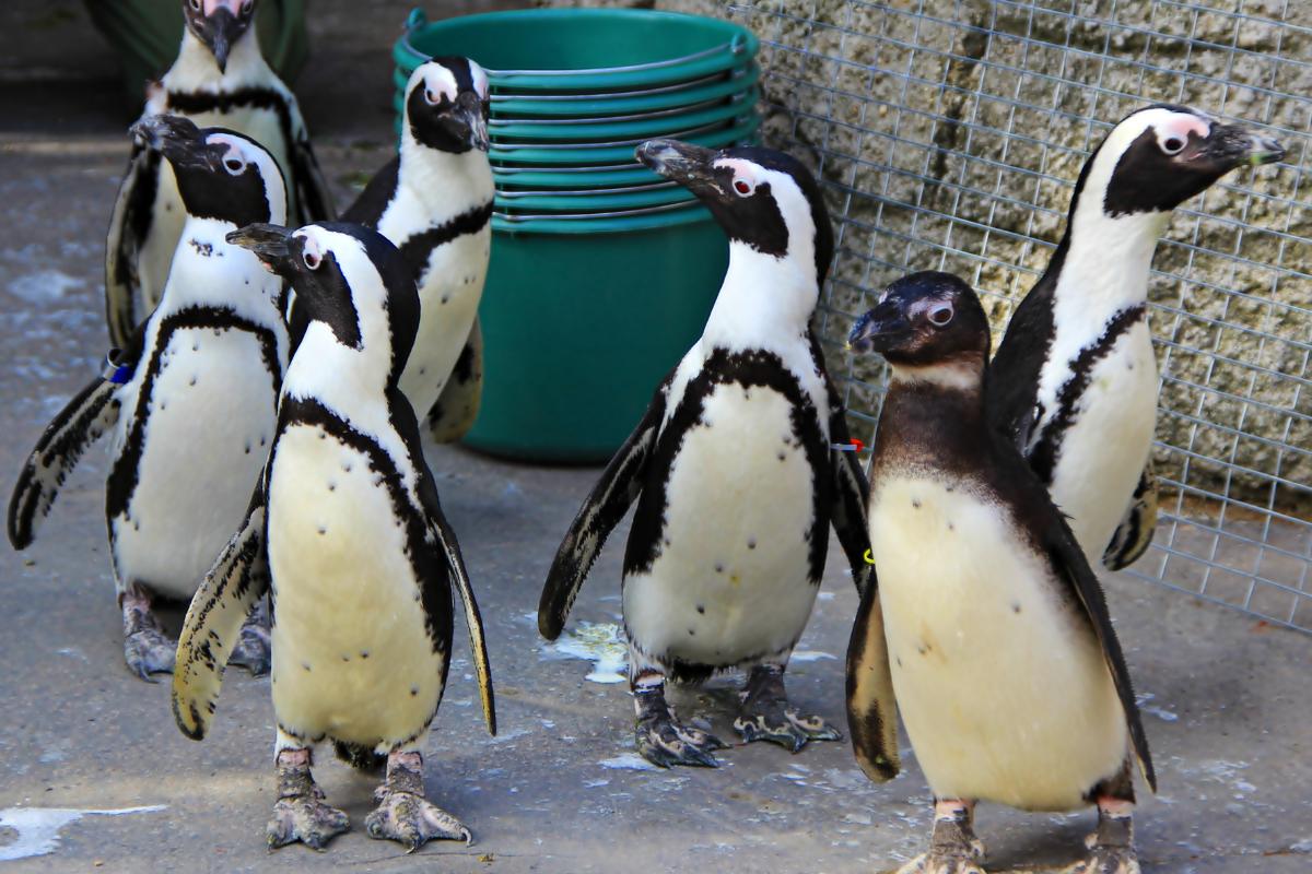 Zoológico de São Paulo: um guia completo para a sua visita | Blog