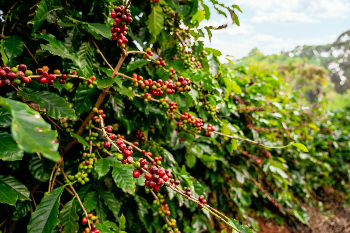 Rota do Café: descubra os encantos da experiência | Blog